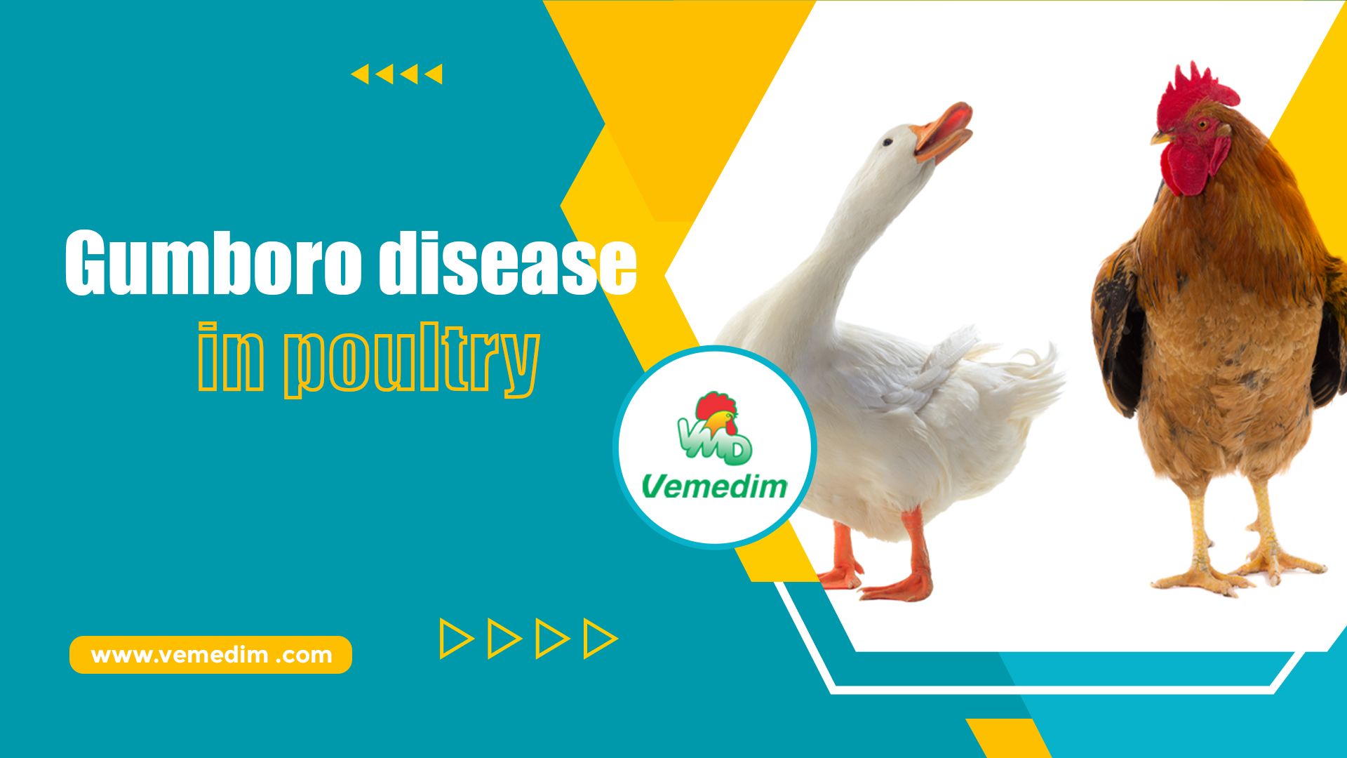 INFECTIOUS BURSAL DISEASE IN POULTRY (Gumboro disease)