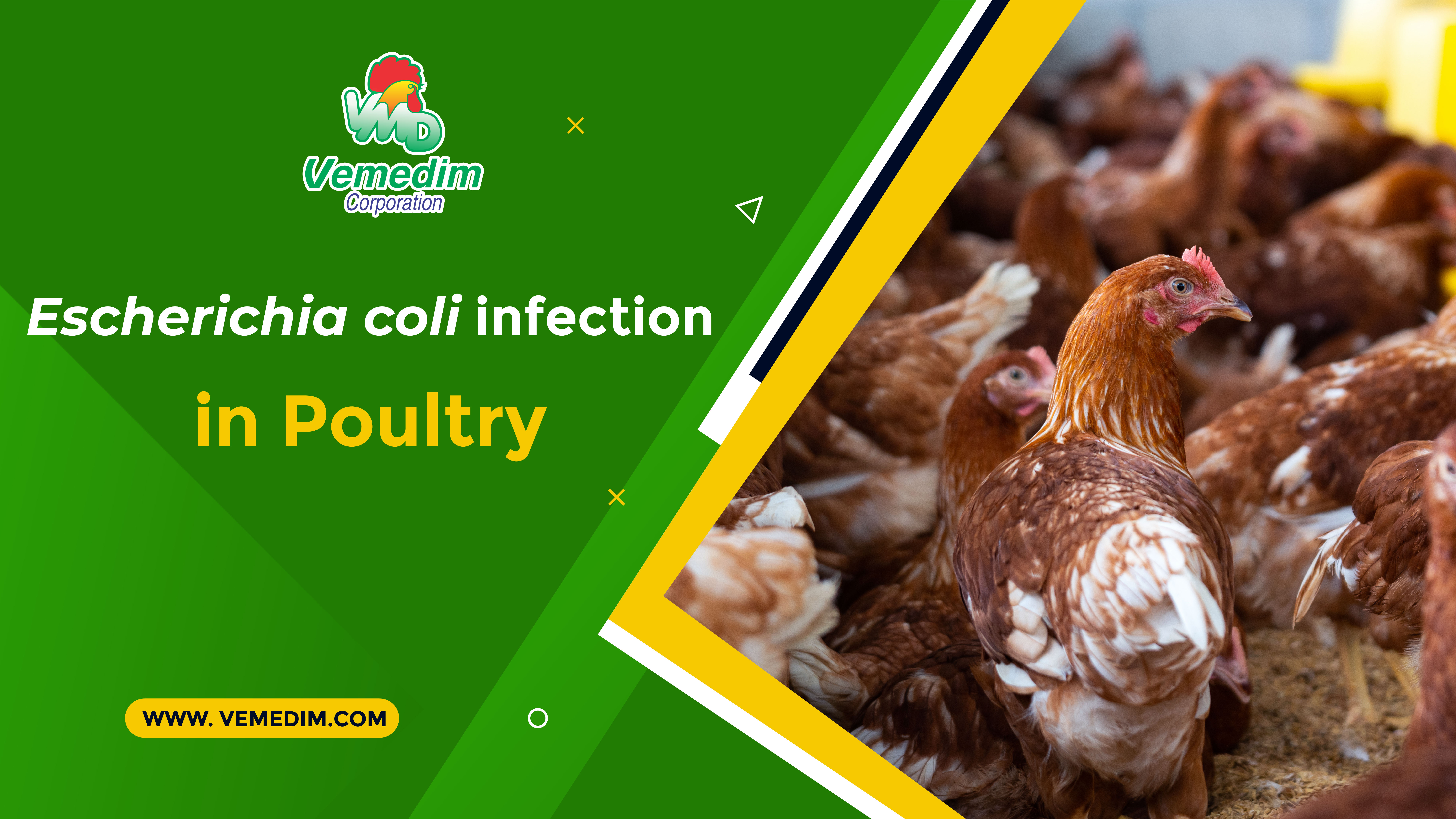 Technical information - ESCHERICHIA COLI INFECTION IN POULTRY