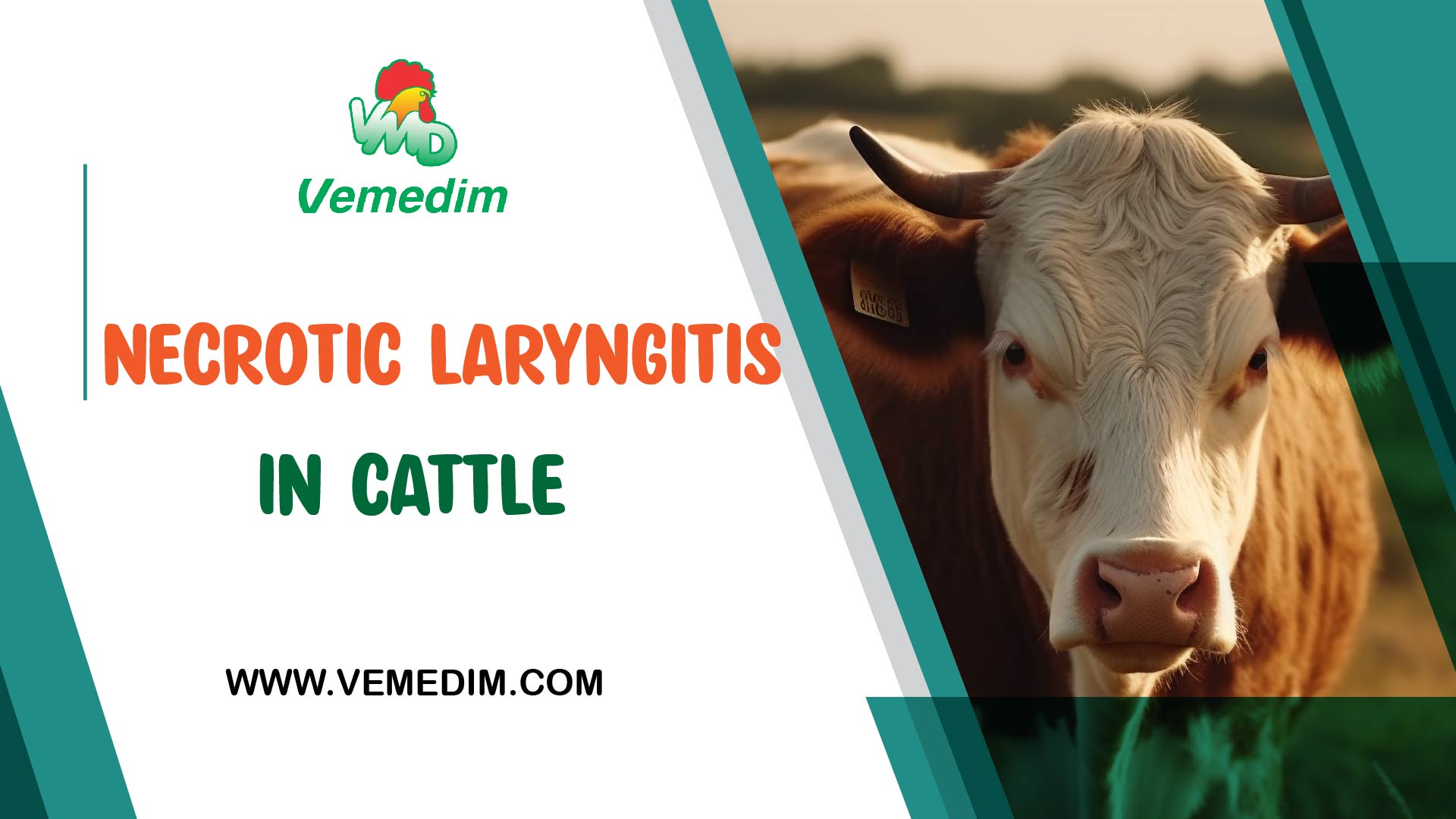 Technical information - NECROTIC LARYNGITIS IN CATTLE