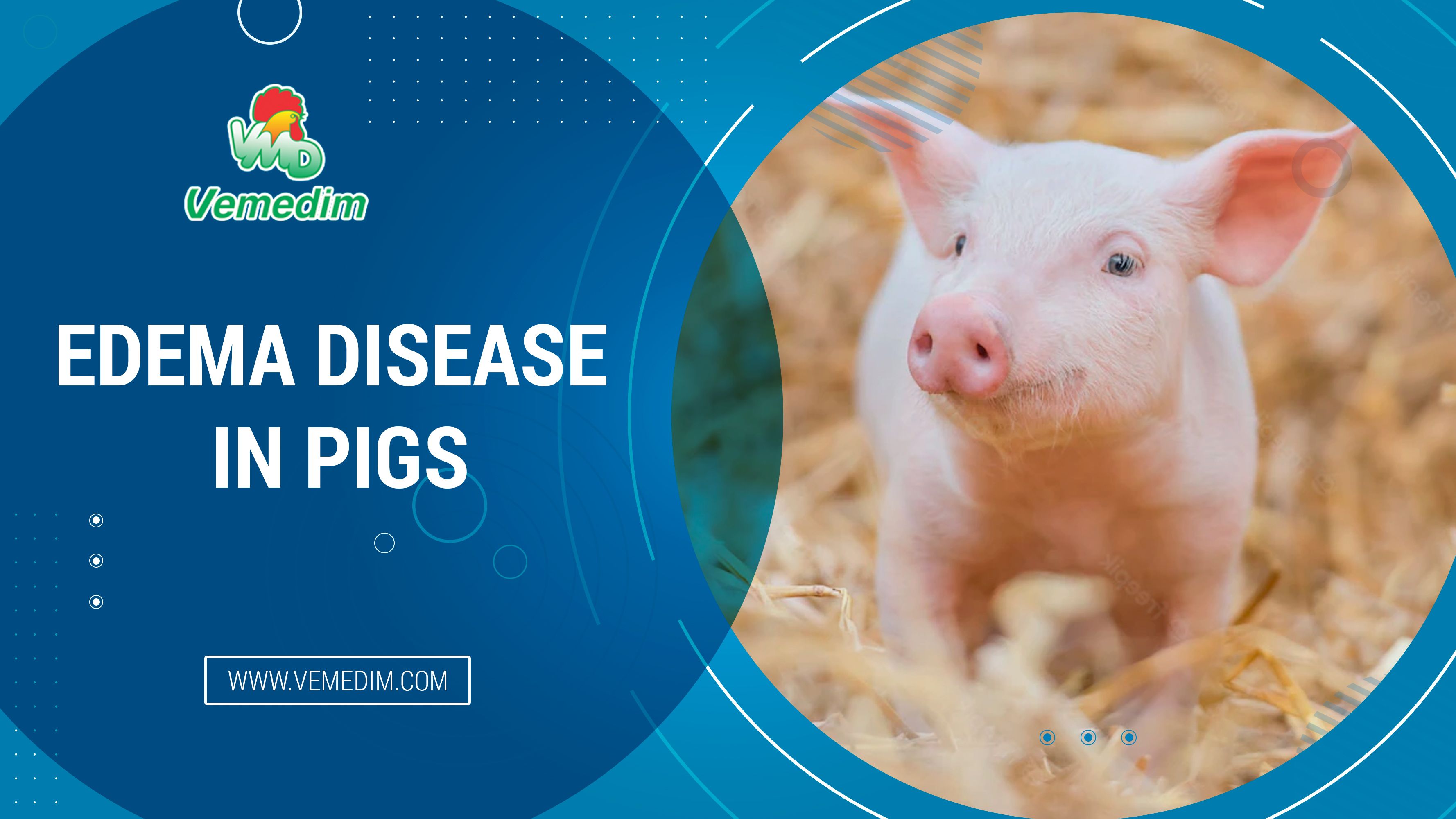 EDEMA DISEASE IN PIGS