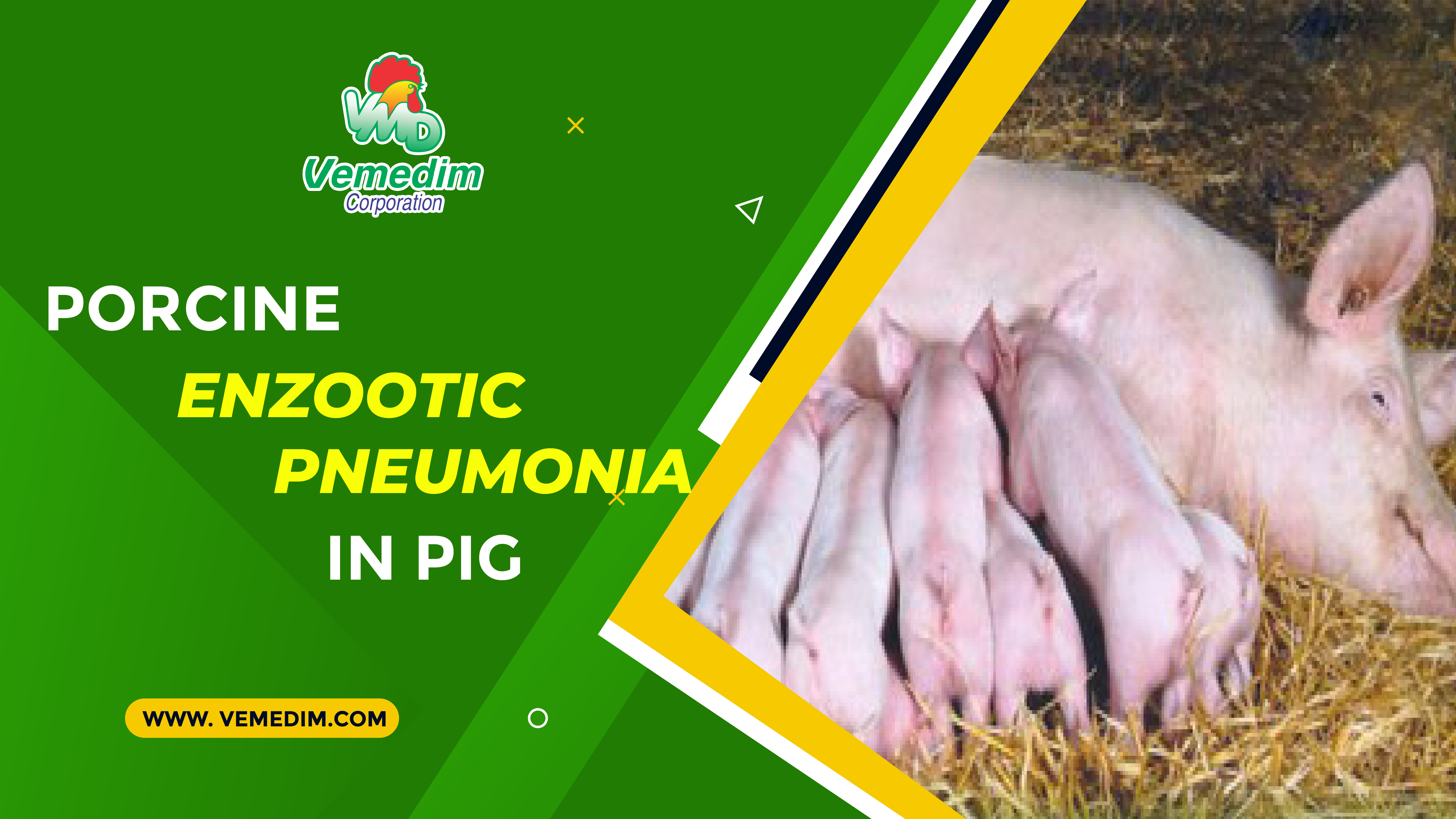 PORCINE ENZOOTIC PNEUMONIA AND BEST-CURE TREATMENTS IN PIGS