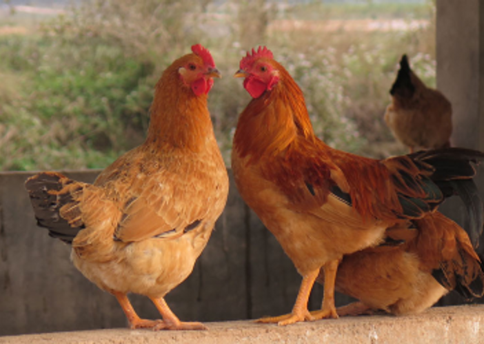 Thông tin kĩ thuật - BỆNH VIÊM TÚI HẬU MÔN TRÊN GÀ (Cloacitis-Gleet vent)