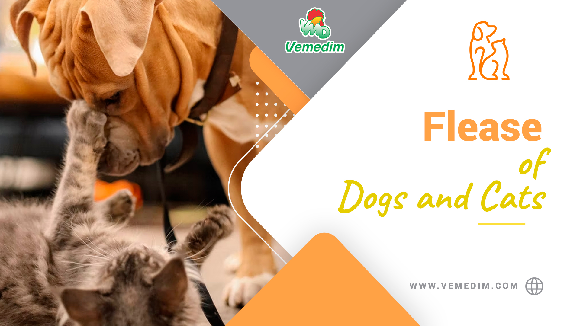 FLEAS OF CATS AND DOGS (SIPHONAPTERA)