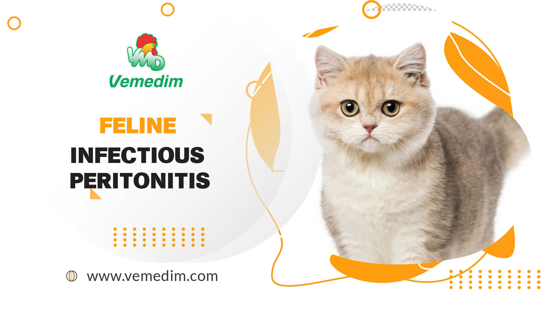 Technical information - FELINE INFECTIOUS PERITONITIS