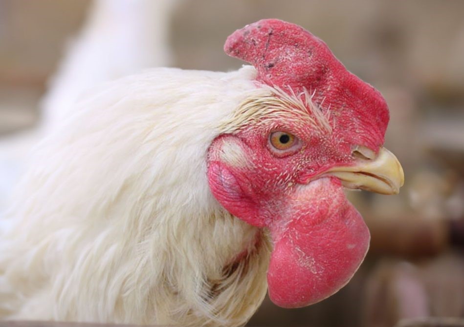 Thông tin kĩ thuật - PHÁC ĐỒ ĐIỀU TRỊ TỤ HUYẾT TRÙNG GIA CẦM