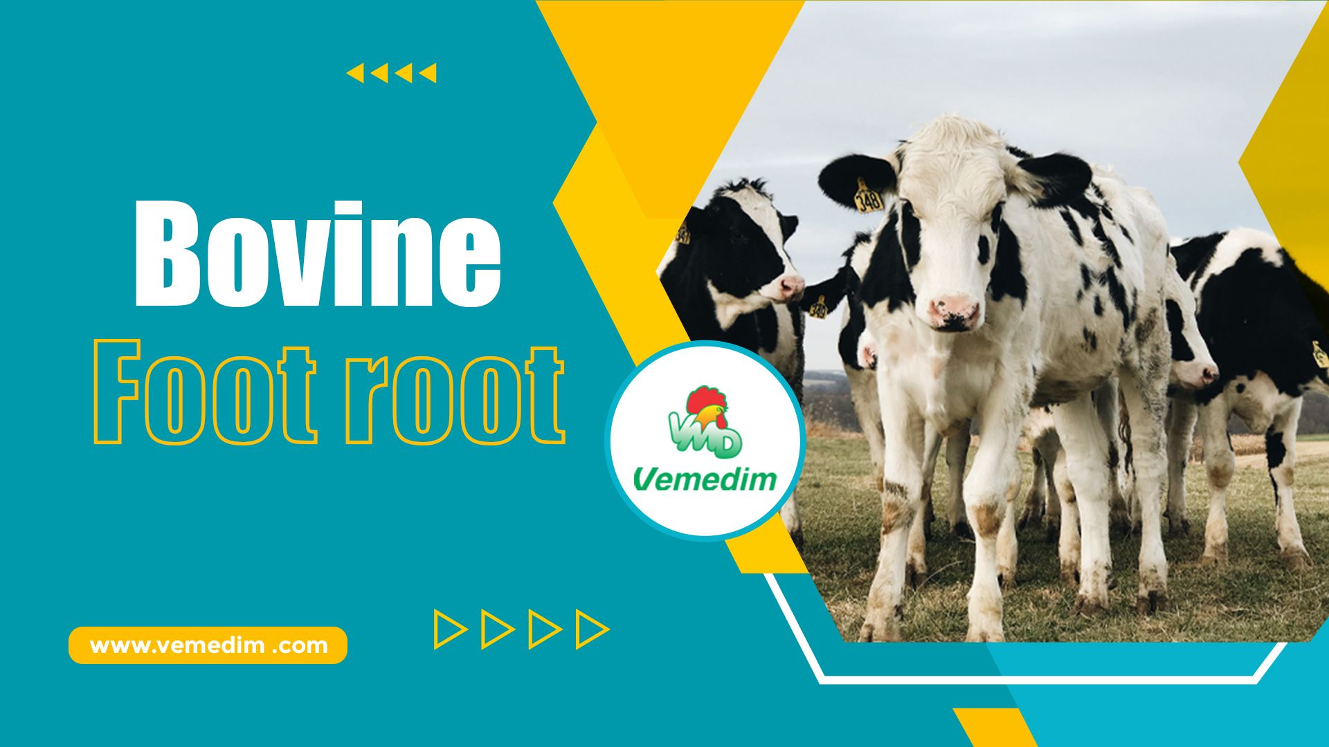 BOVINE FOOT ROT