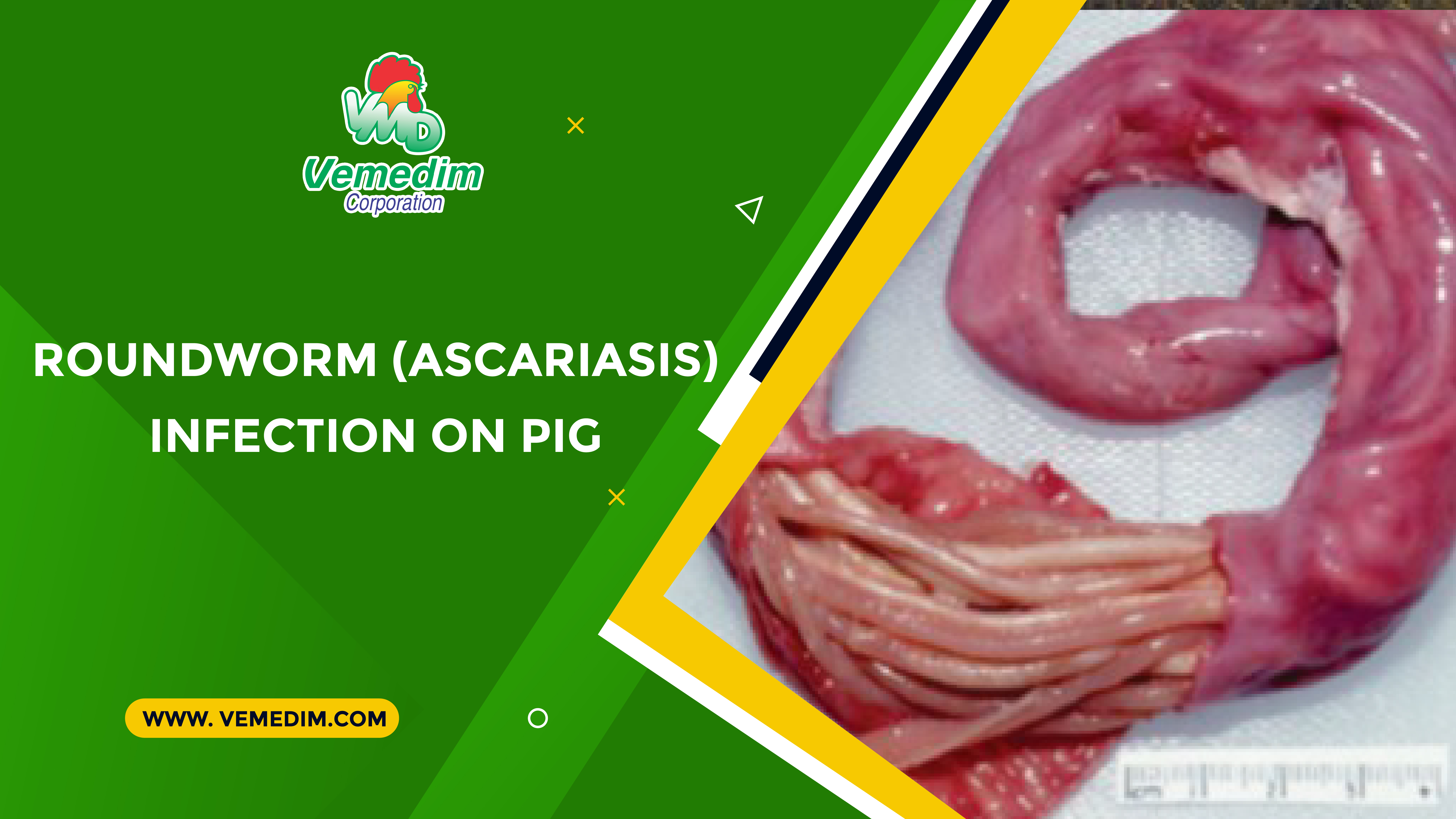 Roundworm Infection (Ascariasis) in pigs