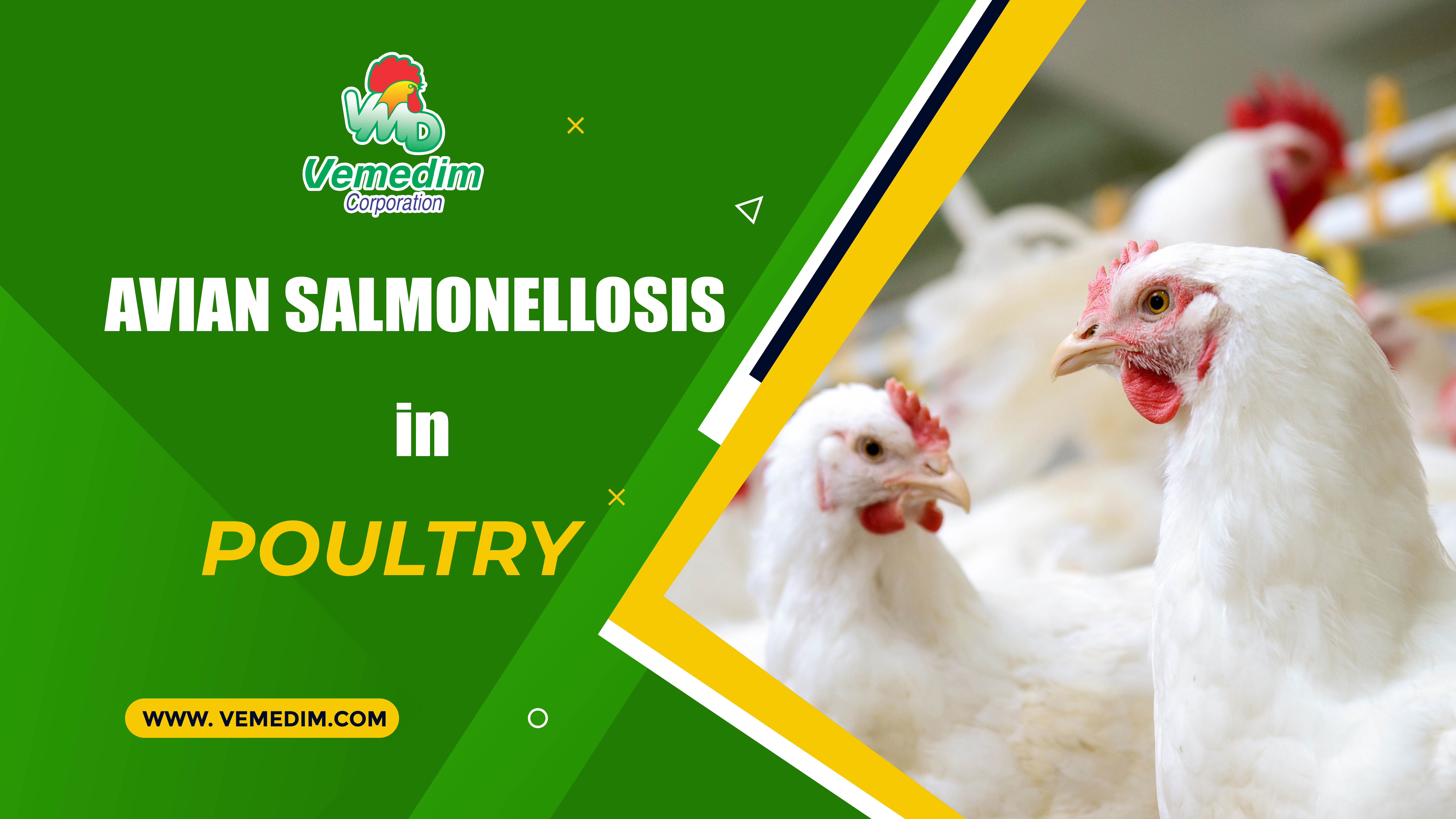 AVIAN SALMONELLOSIS IN POULTRY